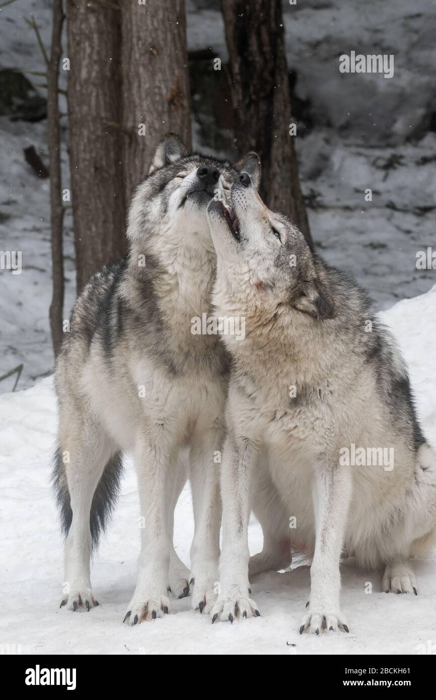 Grey wolves fighting in snow hi-res stock photography and images - Alamy