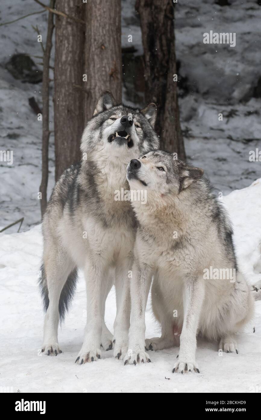 Two Fighting Wolves High Resolution Stock Photography and Images - Alamy