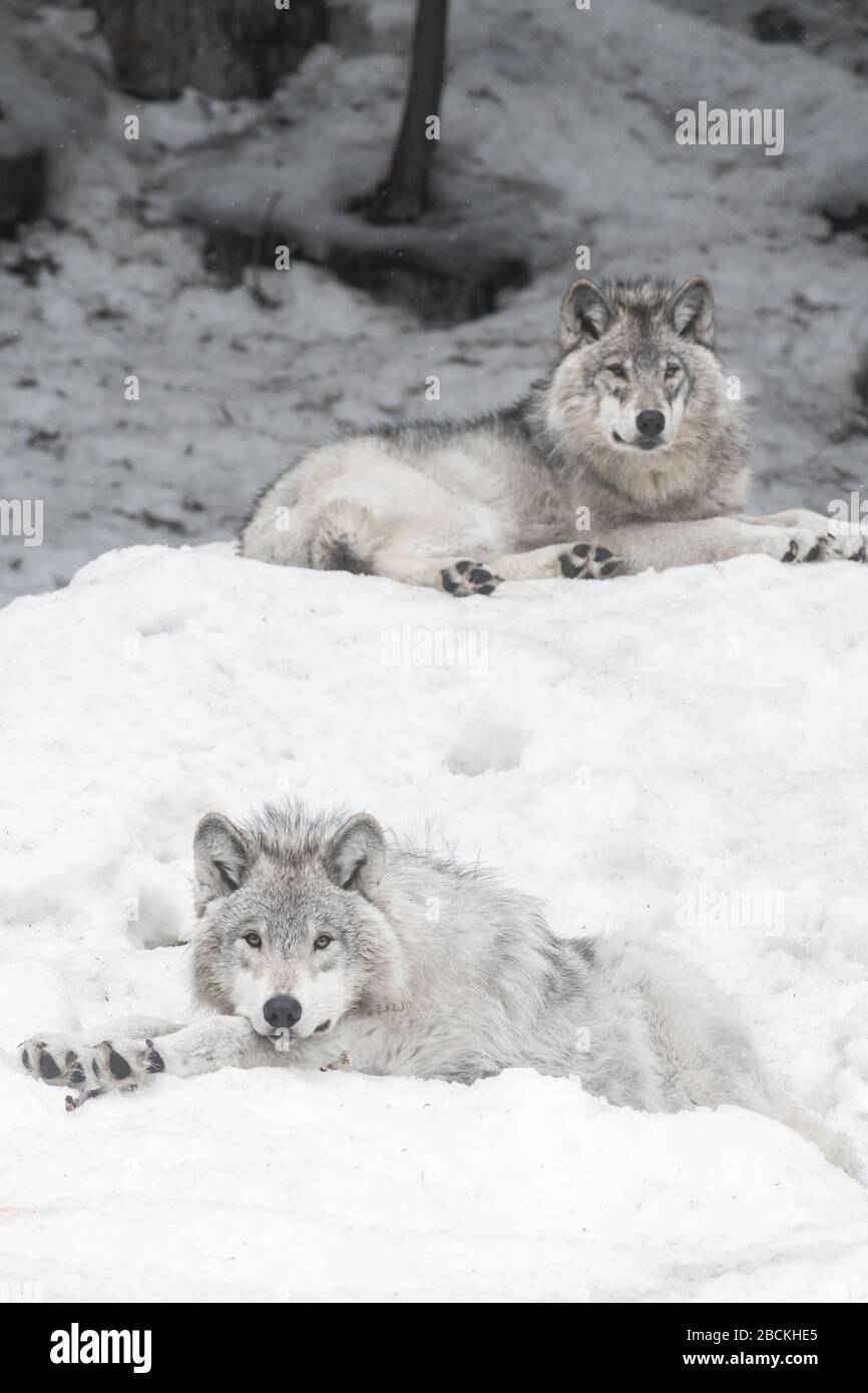 Two Fighting Wolves High Resolution Stock Photography and Images - Alamy