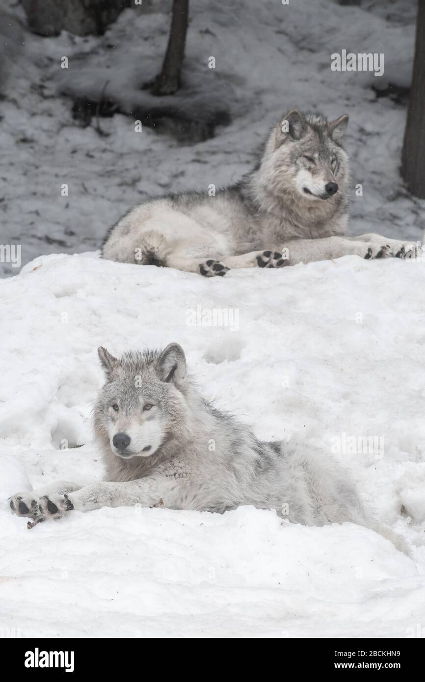 Two grey wolves laying down in the snow looking in opposite directions ...