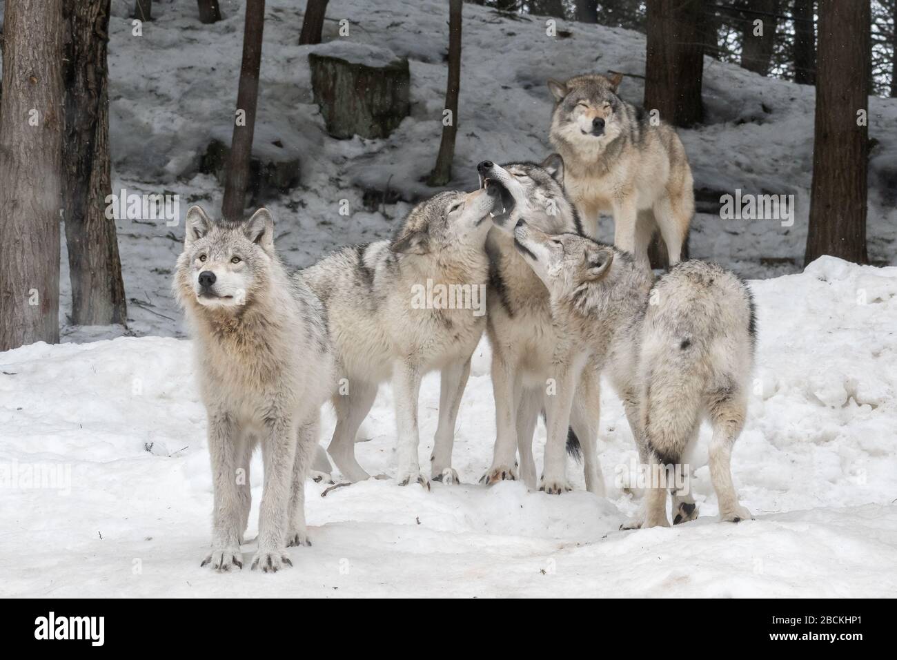 Grey wolf tail up hi-res stock photography and images - Alamy