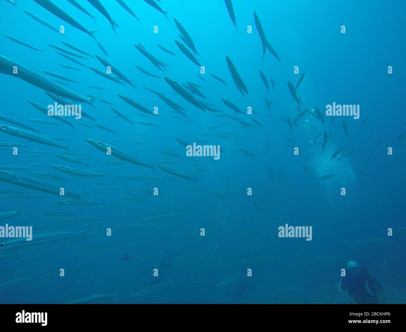 Africa, Madagascar, Nosy Be, Nosy Be Island. Fish while Scuba diving ...