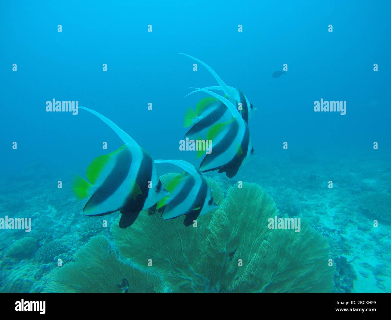 Africa, Madagascar, Nosy Be, Nosy Be Island. Fish while Scuba diving ...