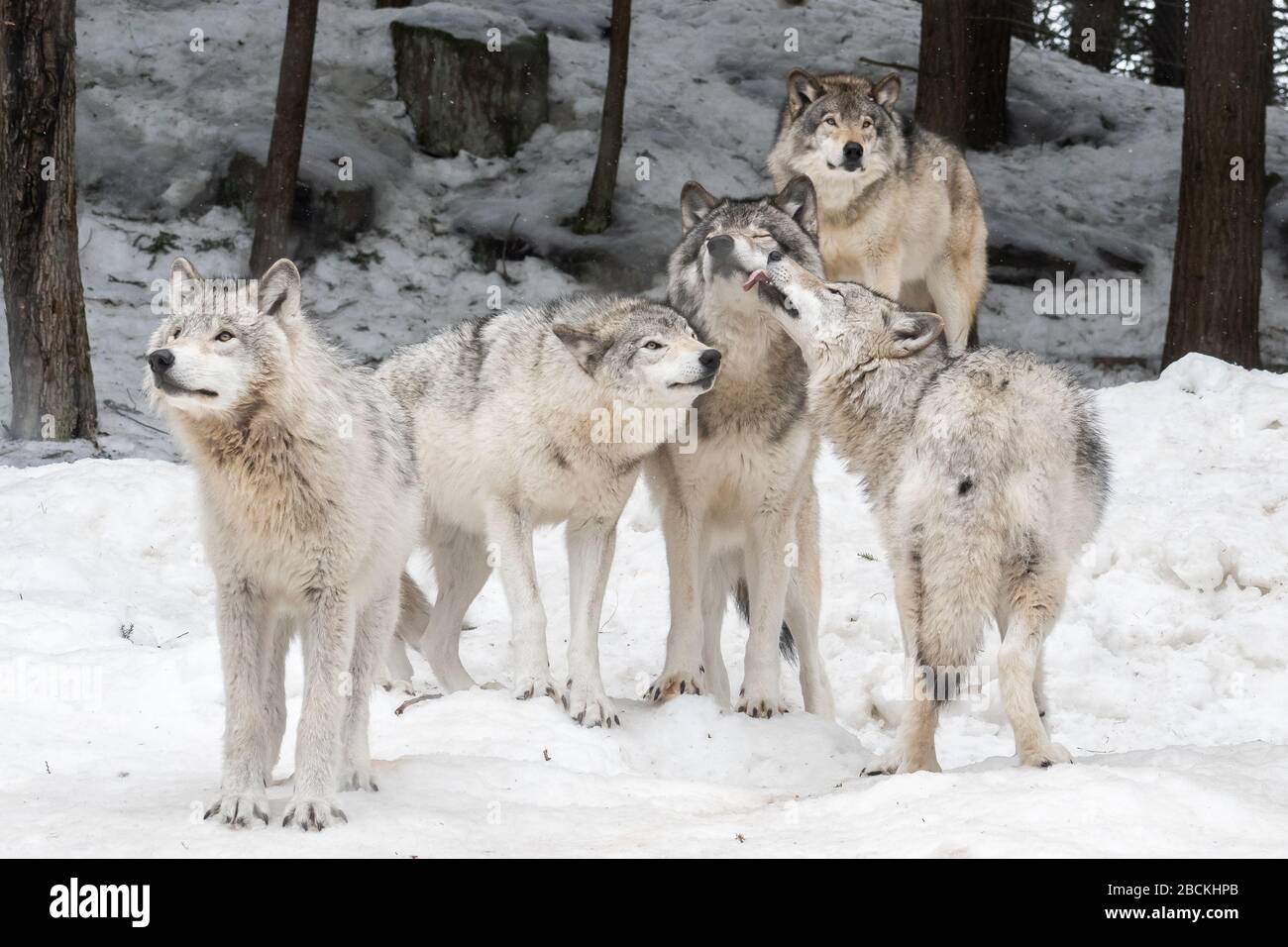 Pack of five wolves looking up towards the camera, anticipating / looking for something. Snowy ...