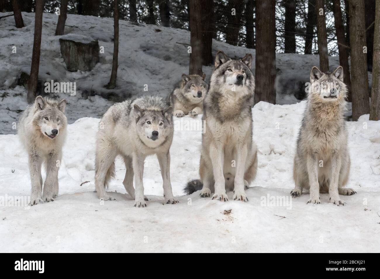 Kissing wolves hi-res stock photography and images - Alamy
