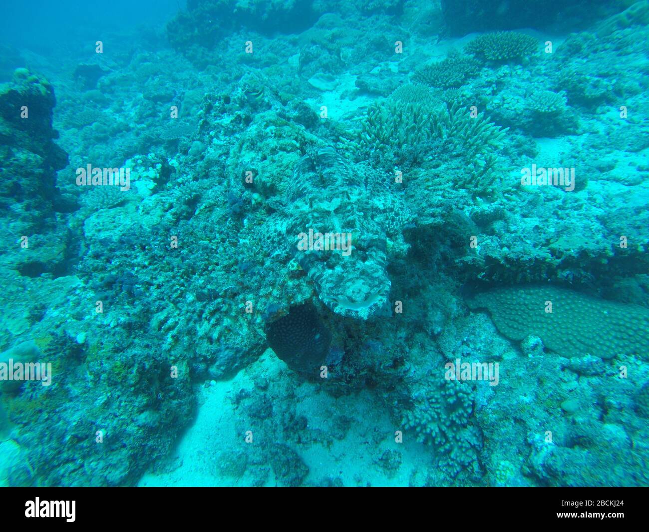 Africa, Madagascar, Nosy Be, Nosy Be Island. Fish, Scuba diving ...