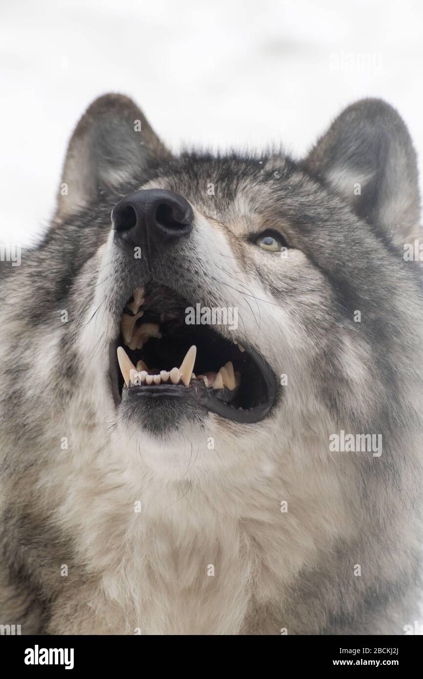 Grey wolves fighting in snow hi-res stock photography and images - Alamy