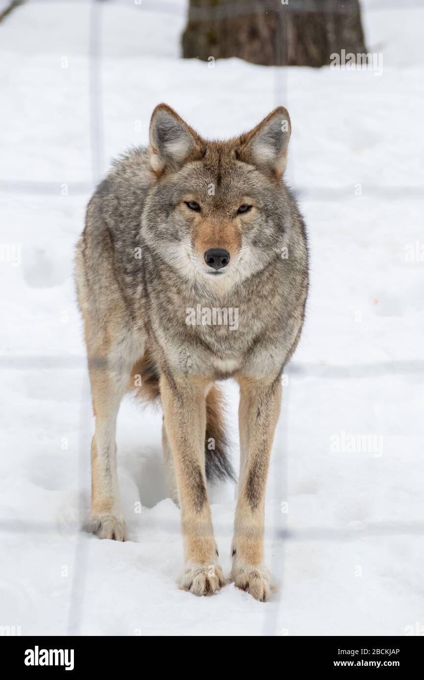 The Grey Movie Wolf Attacks