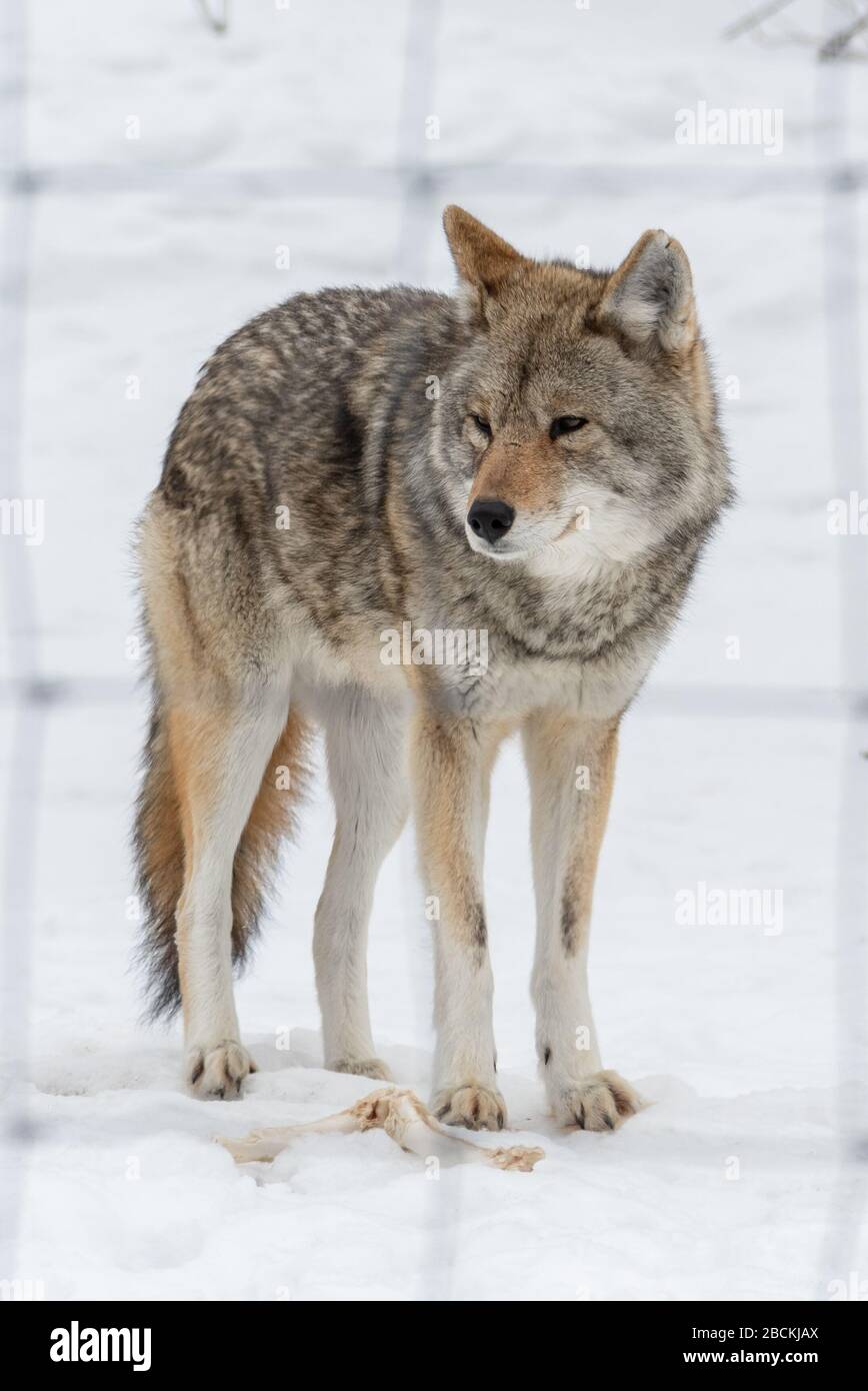 Zoo wolf fence hi-res stock photography and images - Alamy