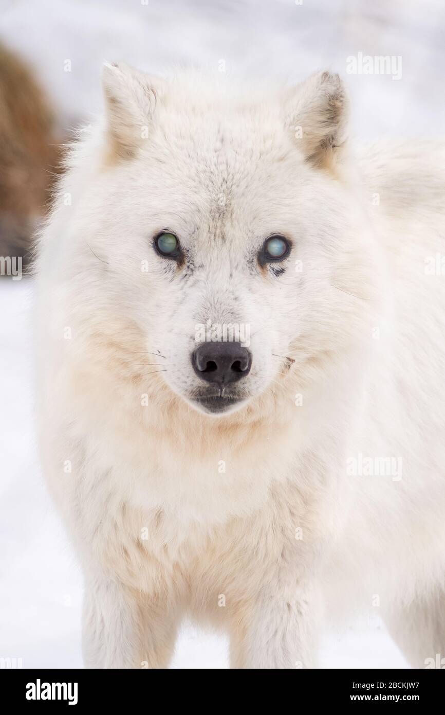 Arctic wolf staring at the camera with a white blurry snowy background ...