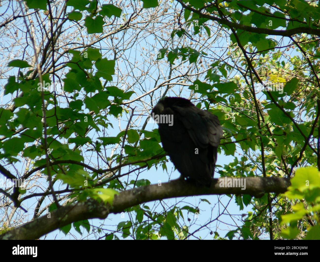 Turkey Vulture, Clear Creek Metropark, Ohio Stock Photo - Alamy