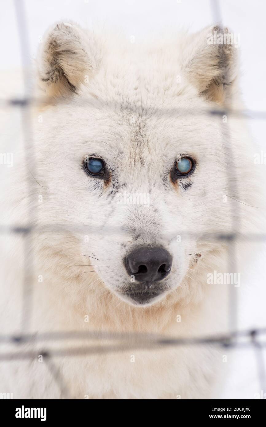 Arctic Wolf With Blue Eyes Wallpaper