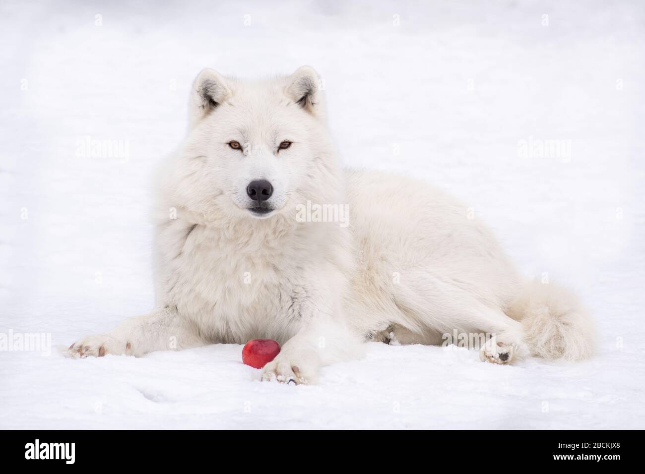 Arctic wolf laying on the ground with an apple between its paws staring ...