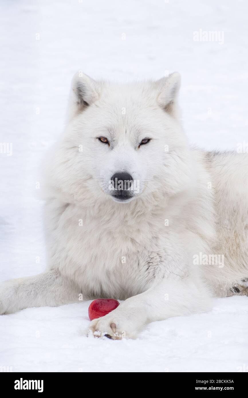 Arctic wolf laying on the ground with an apple between its paws staring ...