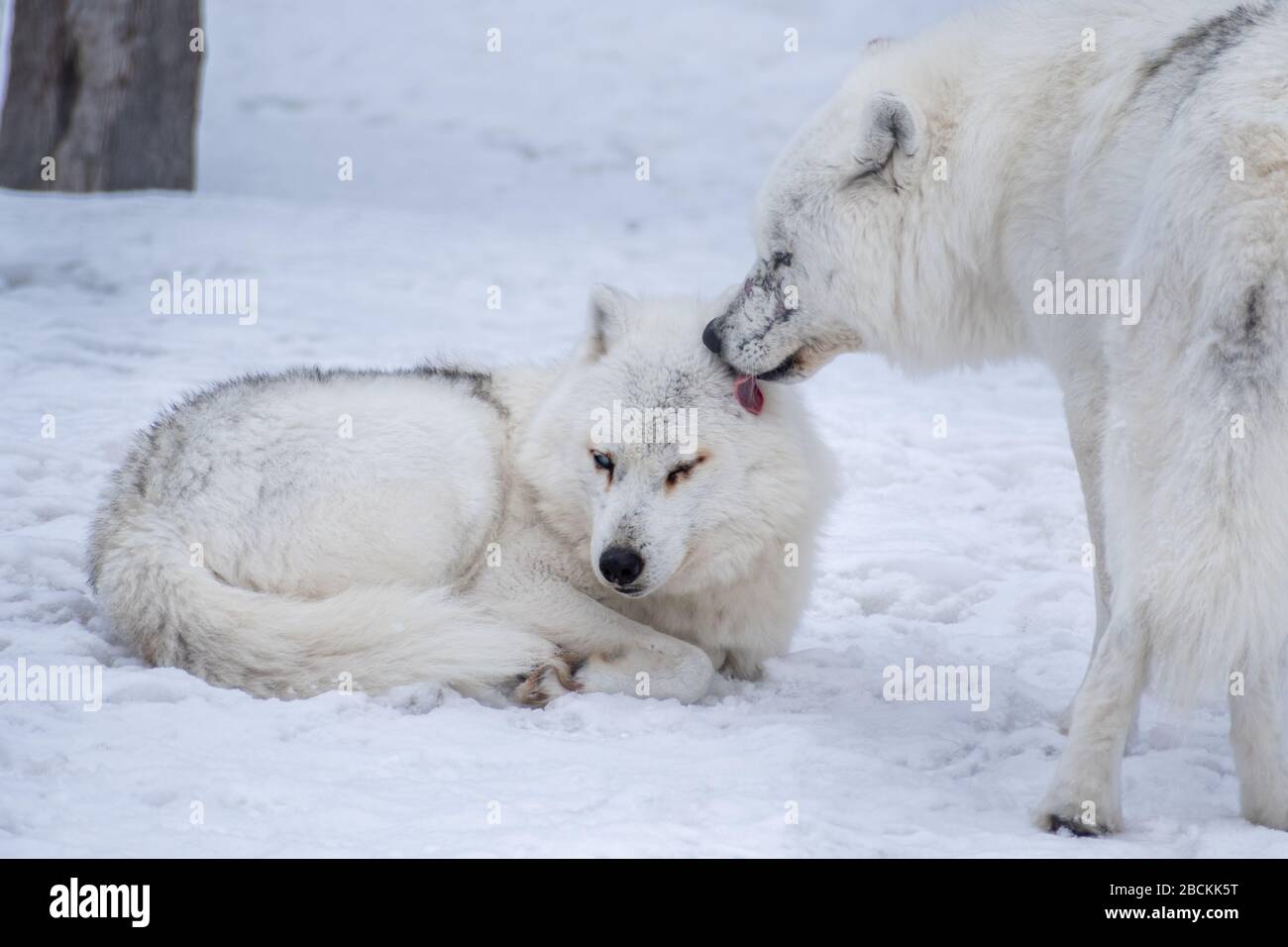 White Wolf Love