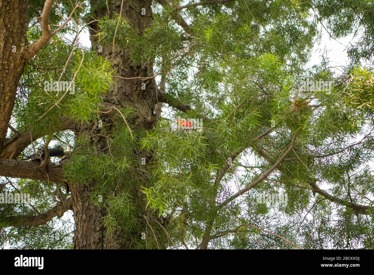 Africa, Madagascar, Antananarivo(Tana). Bird Stock Photo - Alamy