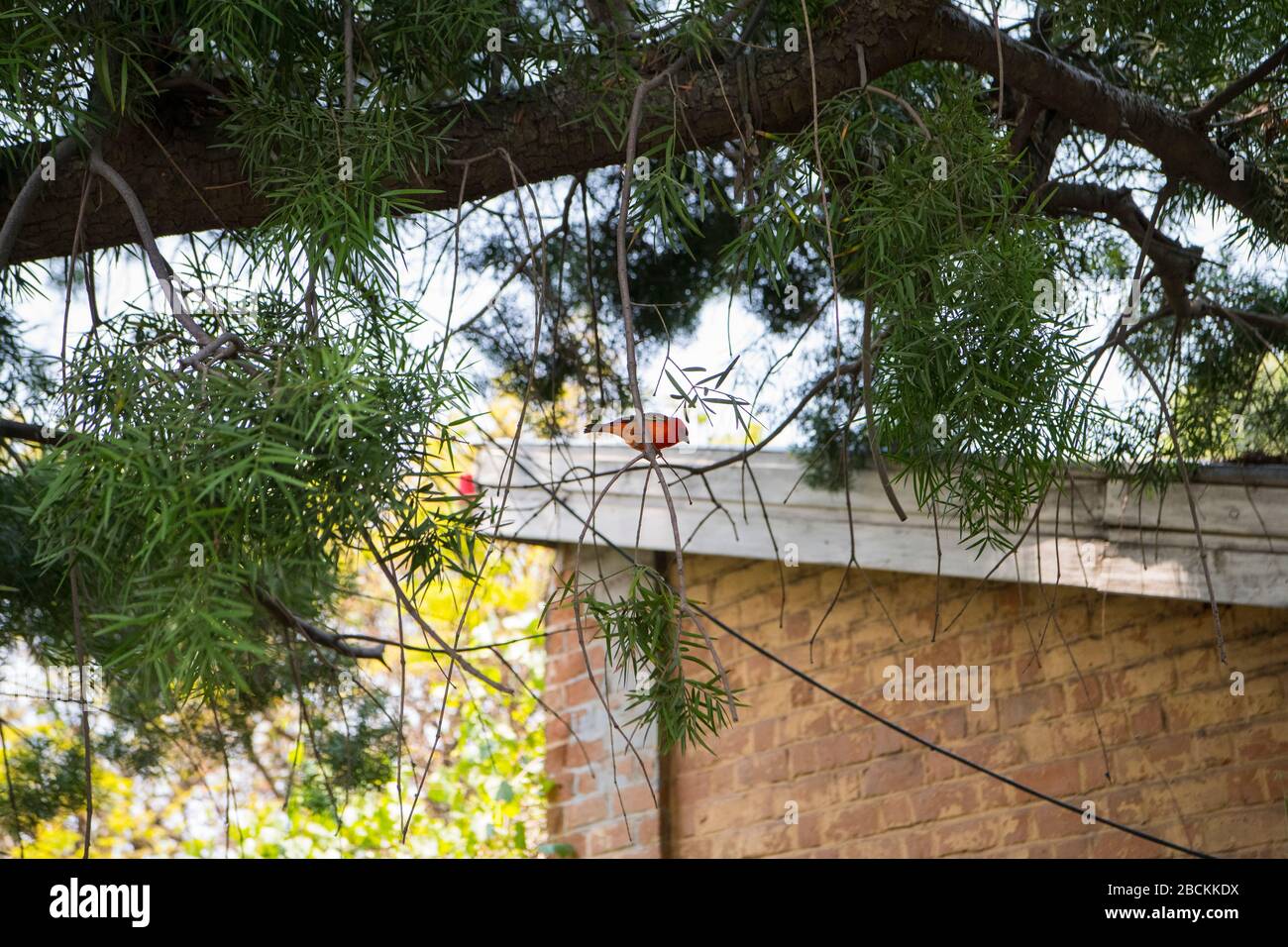 Africa, Madagascar, Antananarivo(Tana). Bird Stock Photo - Alamy