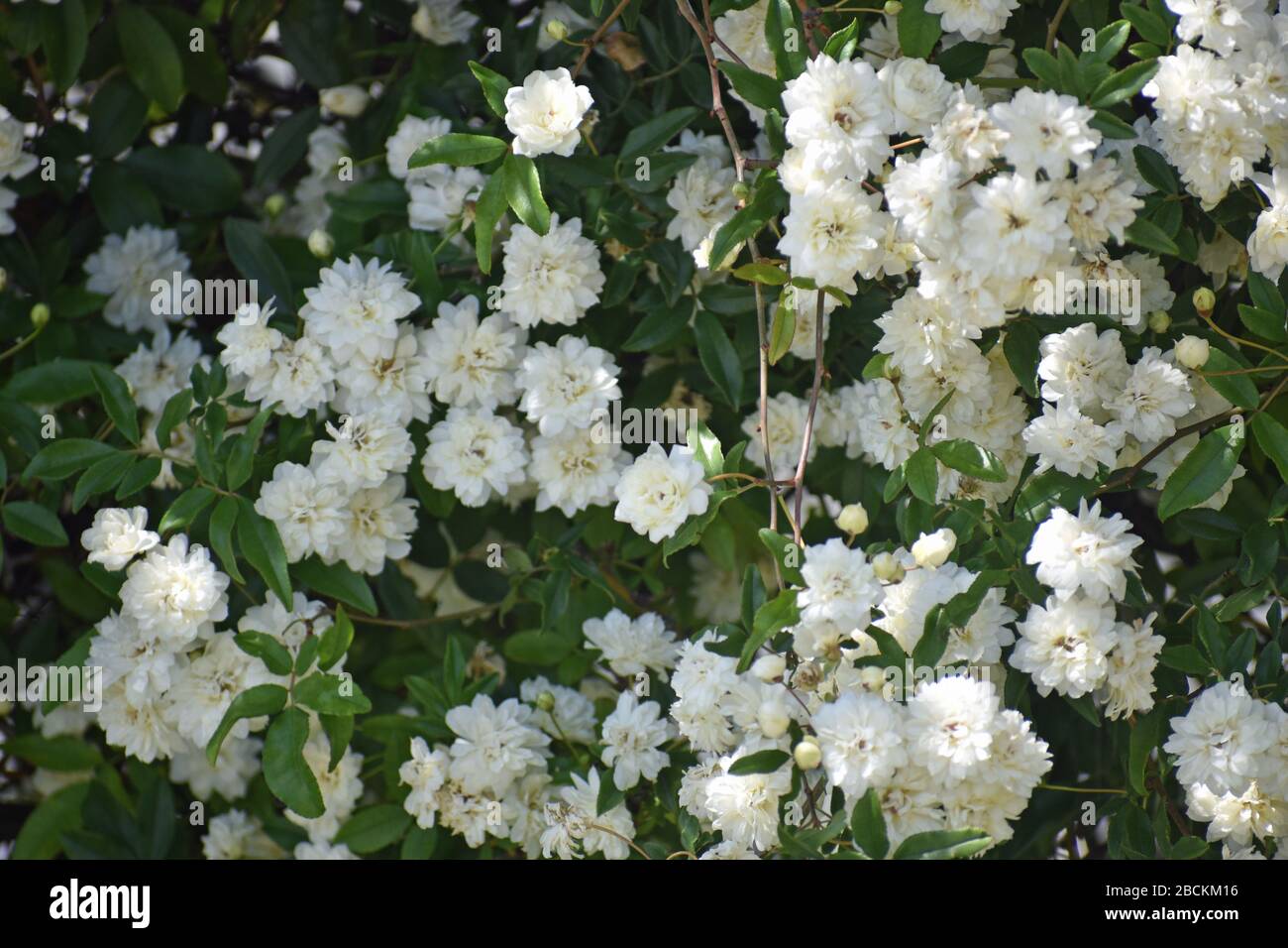 Small White Rose Bush Stock Photo - Alamy