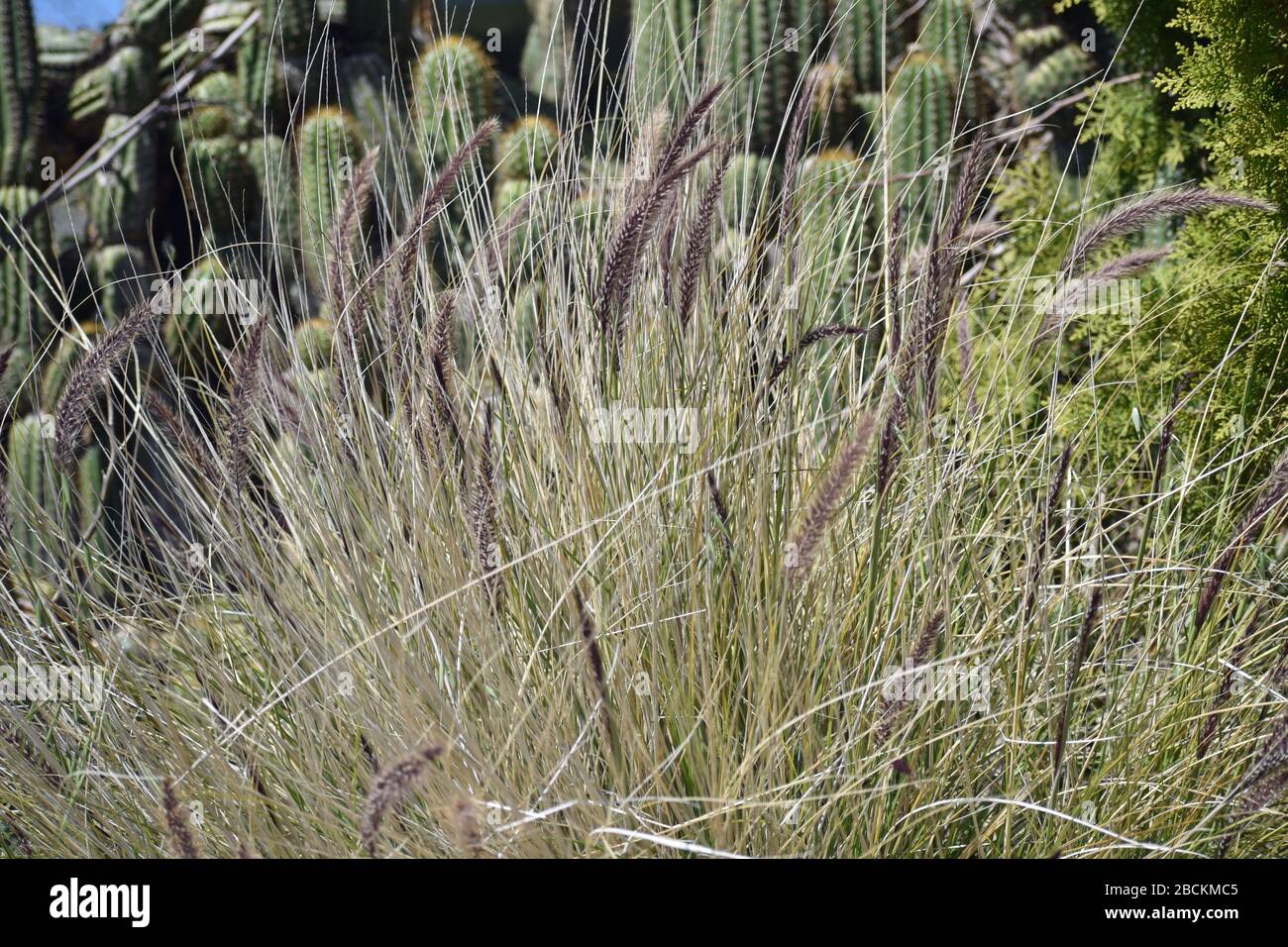 Calflora hi-res stock photography and images - Alamy