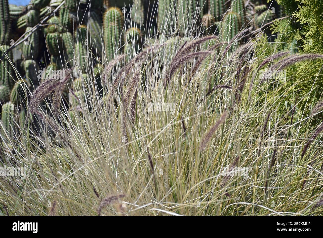 Wild Wheat in Garden Stock Photo - Alamy