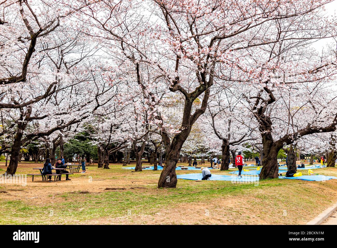 Tokyo, Japan - March 28, 2019: Yoyogi park with pink white sakura flowers on cherry blossom ...
