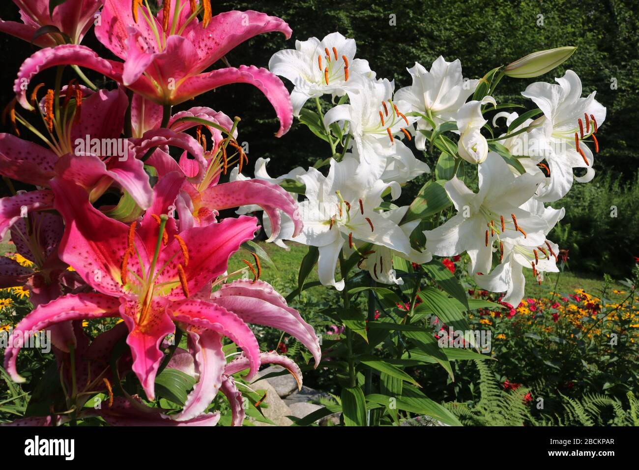 Tall lilies hi-res stock photography and images - Alamy