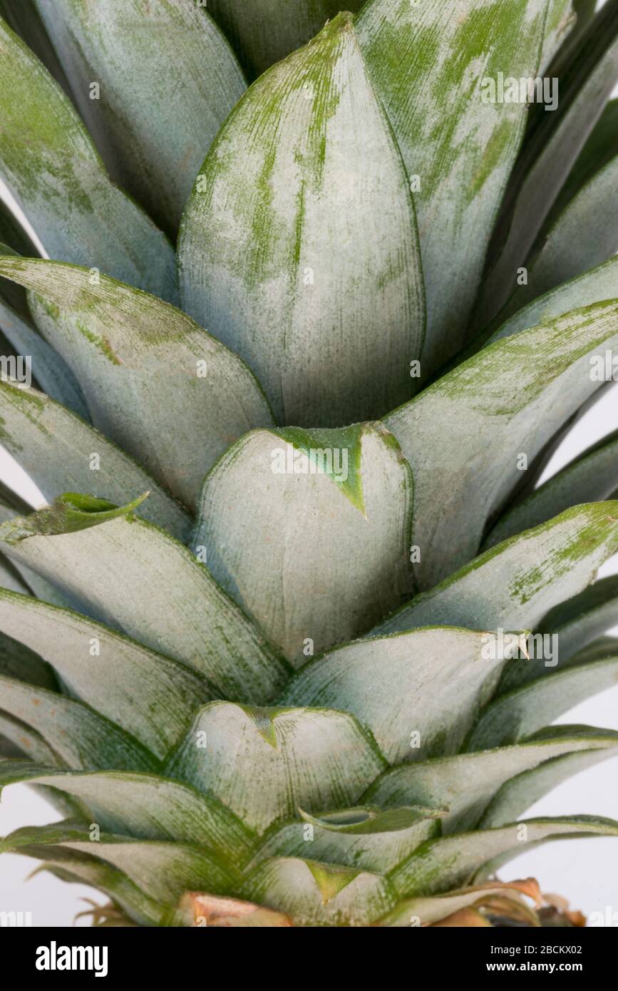 Pineapple leaves hi-res stock photography and images - Alamy