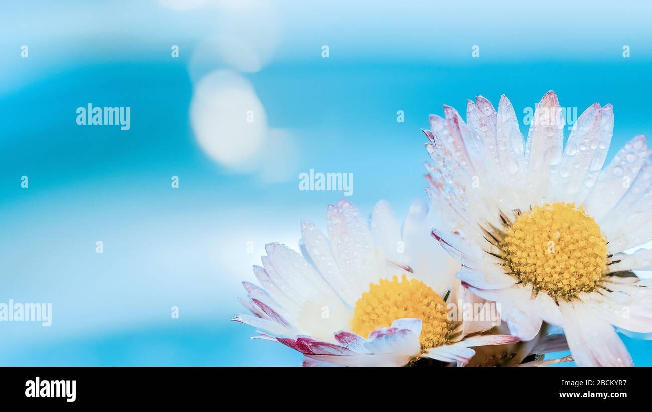 Two daisy plants hi-res stock photography and images - Alamy