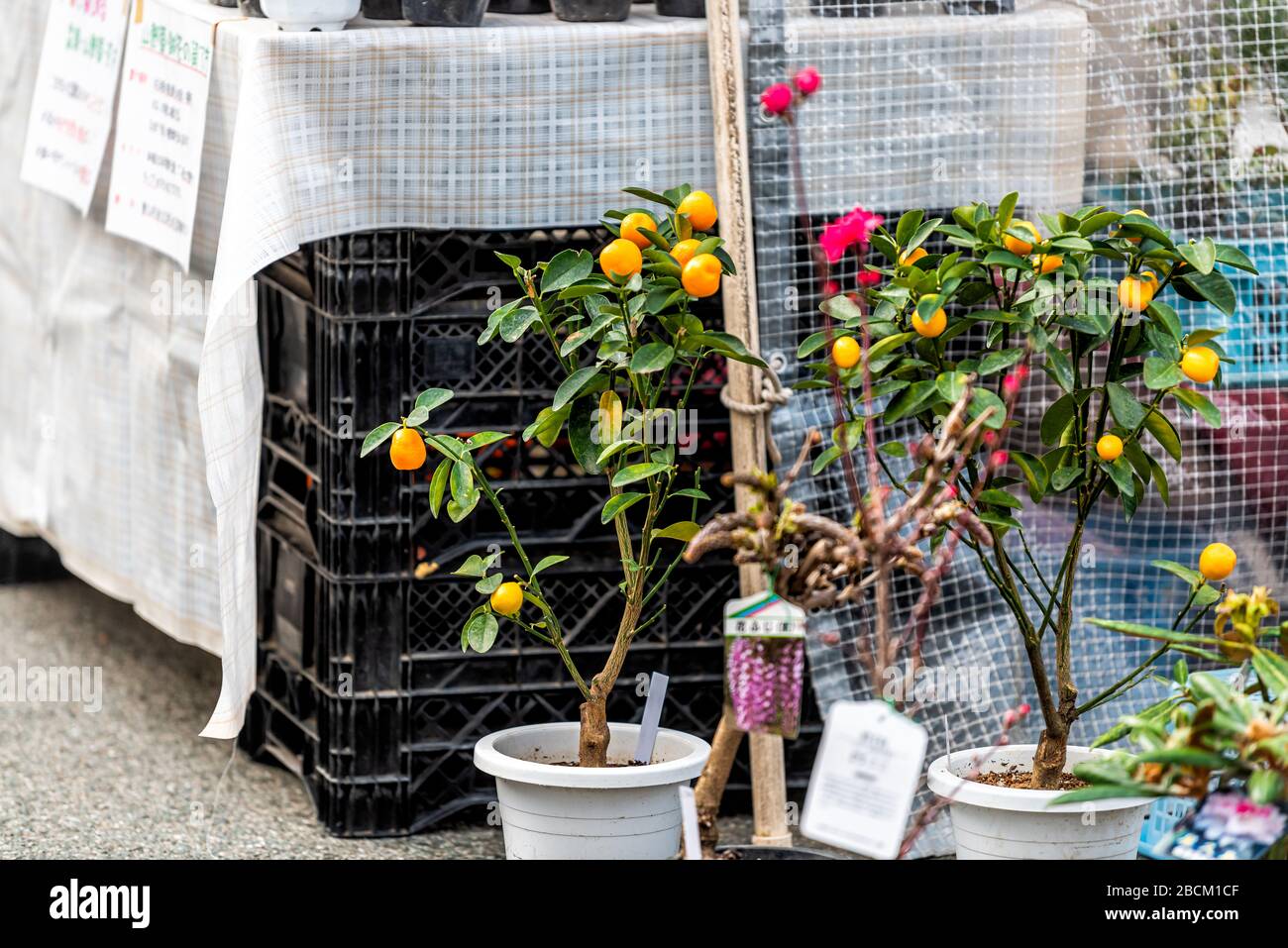 Satsuma tree hi-res stock photography and images - Alamy
