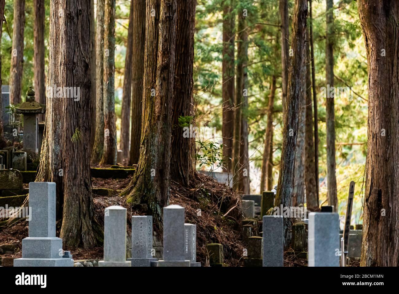 Japanese cemetery graveyard forest hi-res stock photography and images ...