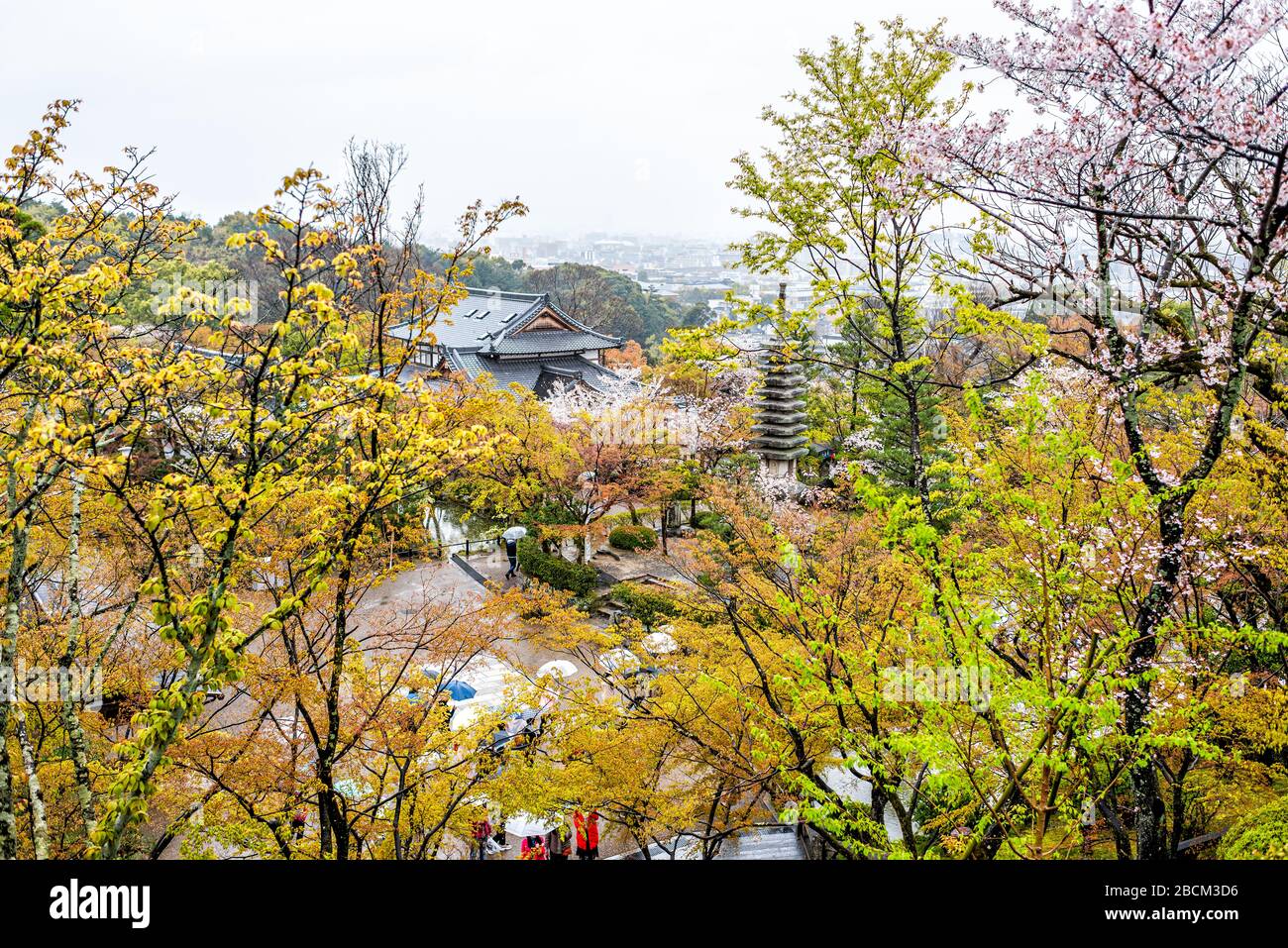 Cherry blossom in rainy day hi-res stock photography and images - Alamy