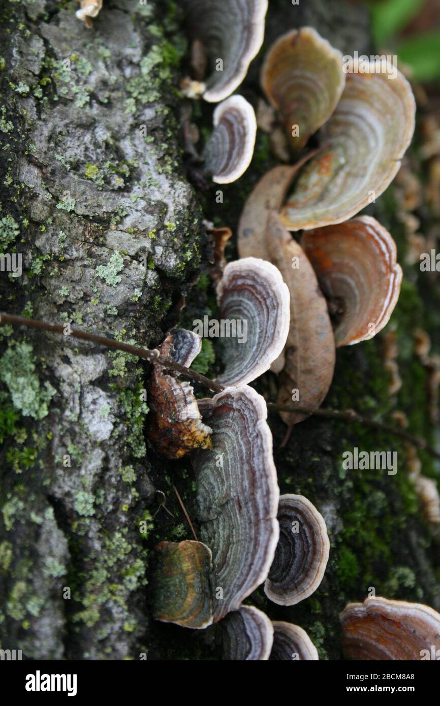 On moist day in Missouri fungi revives itself for the season Stock ...