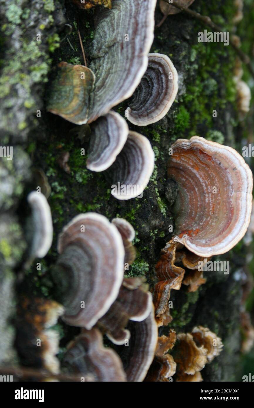 On moist day in Missouri fungi revives itself for the season Stock ...