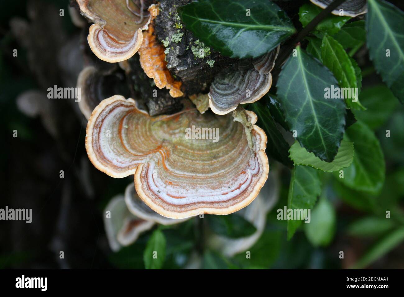 Revives hi-res stock photography and images - Alamy