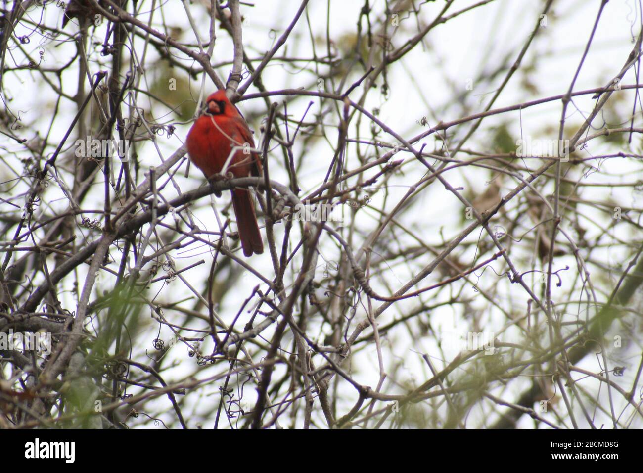 Cardinal high in a tree Stock Photo - Alamy