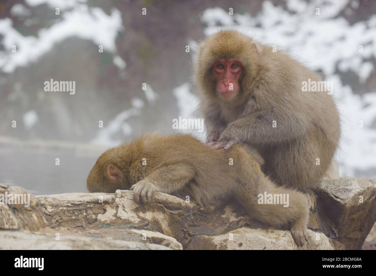 Japanese Macaque troupe socialising according to rank in the misty ...