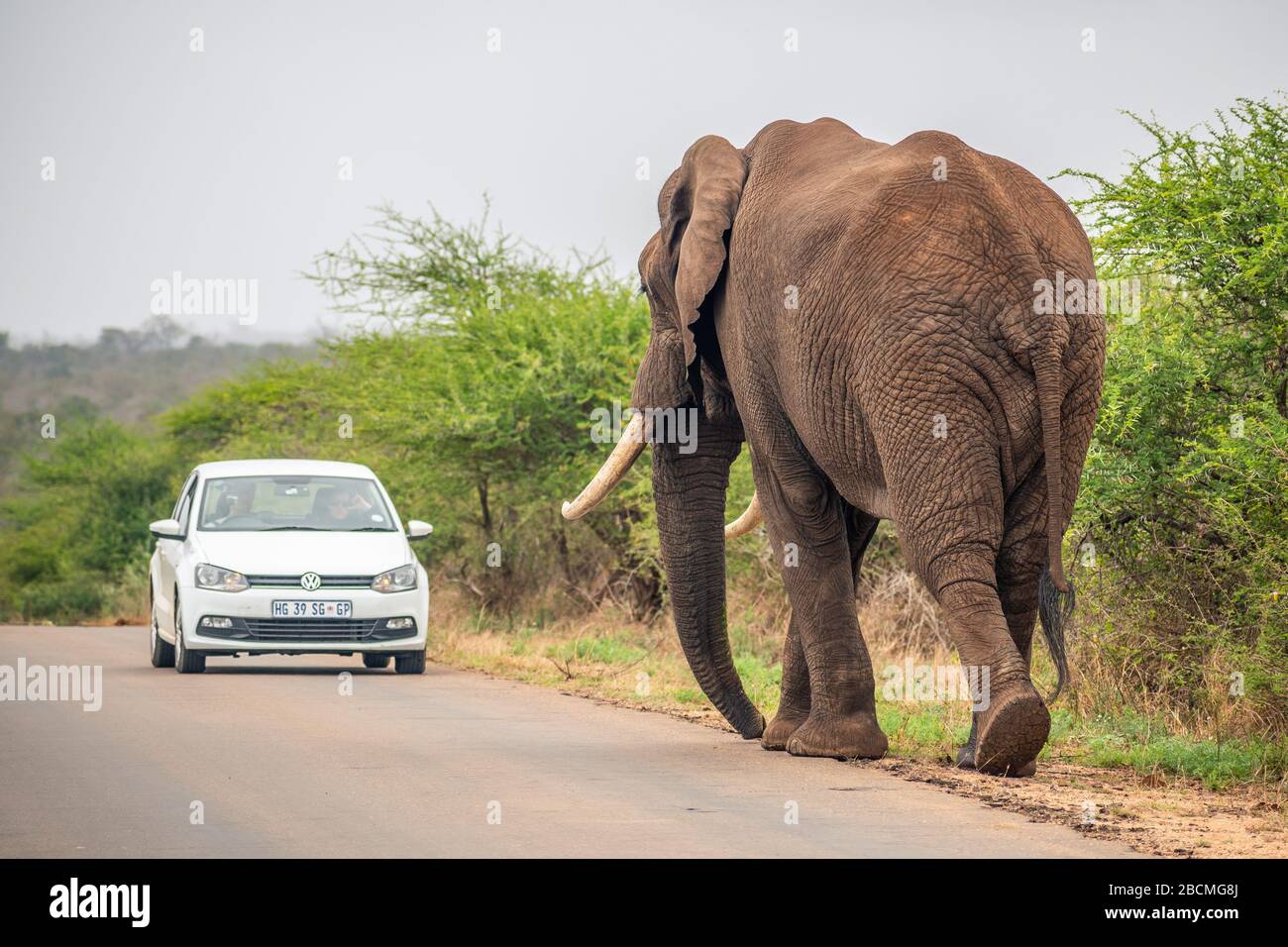 Bull African Elephant And Car