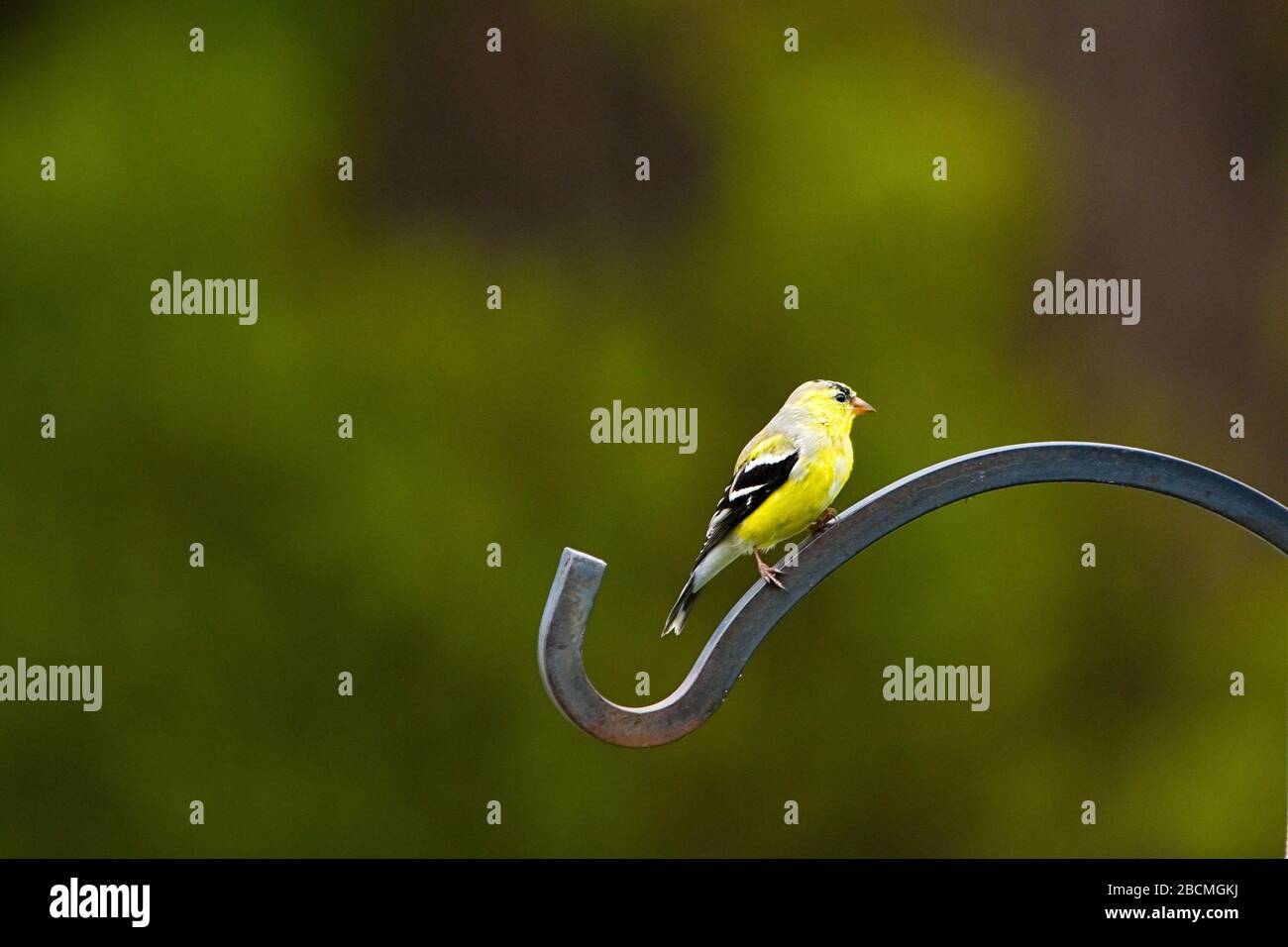 Goldfinch resting hi-res stock photography and images - Alamy