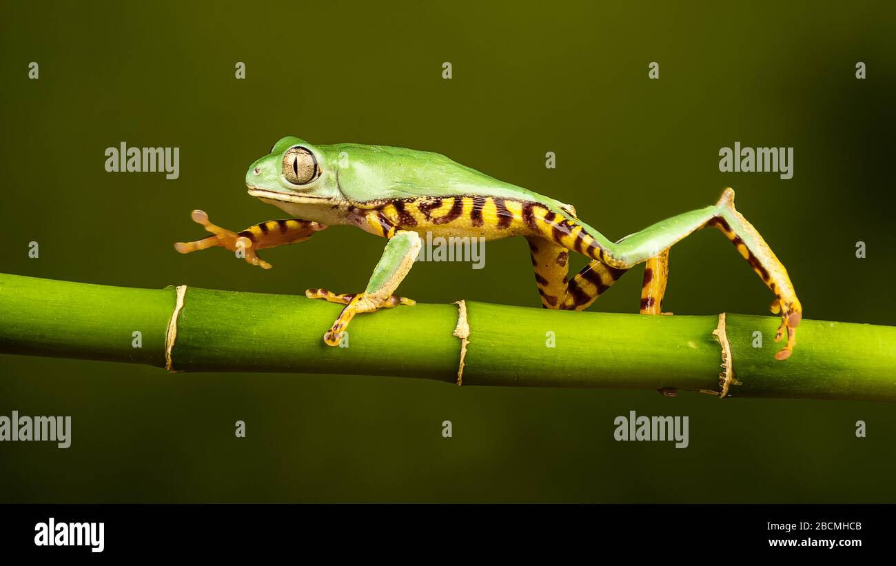 Tiger Striped Tree Frog