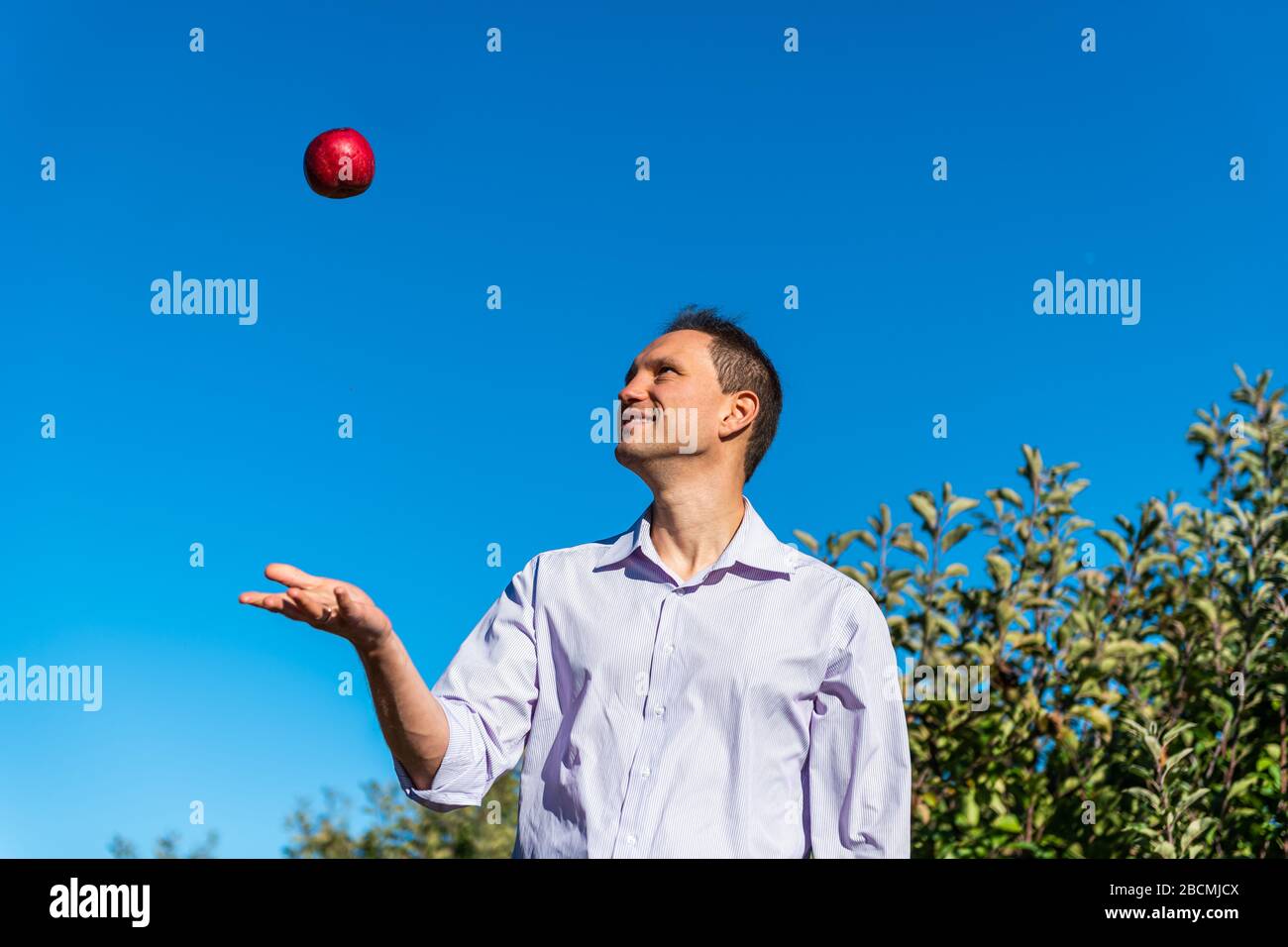 Apple orchard trees and happy man farmer gardener juggling fruit ...