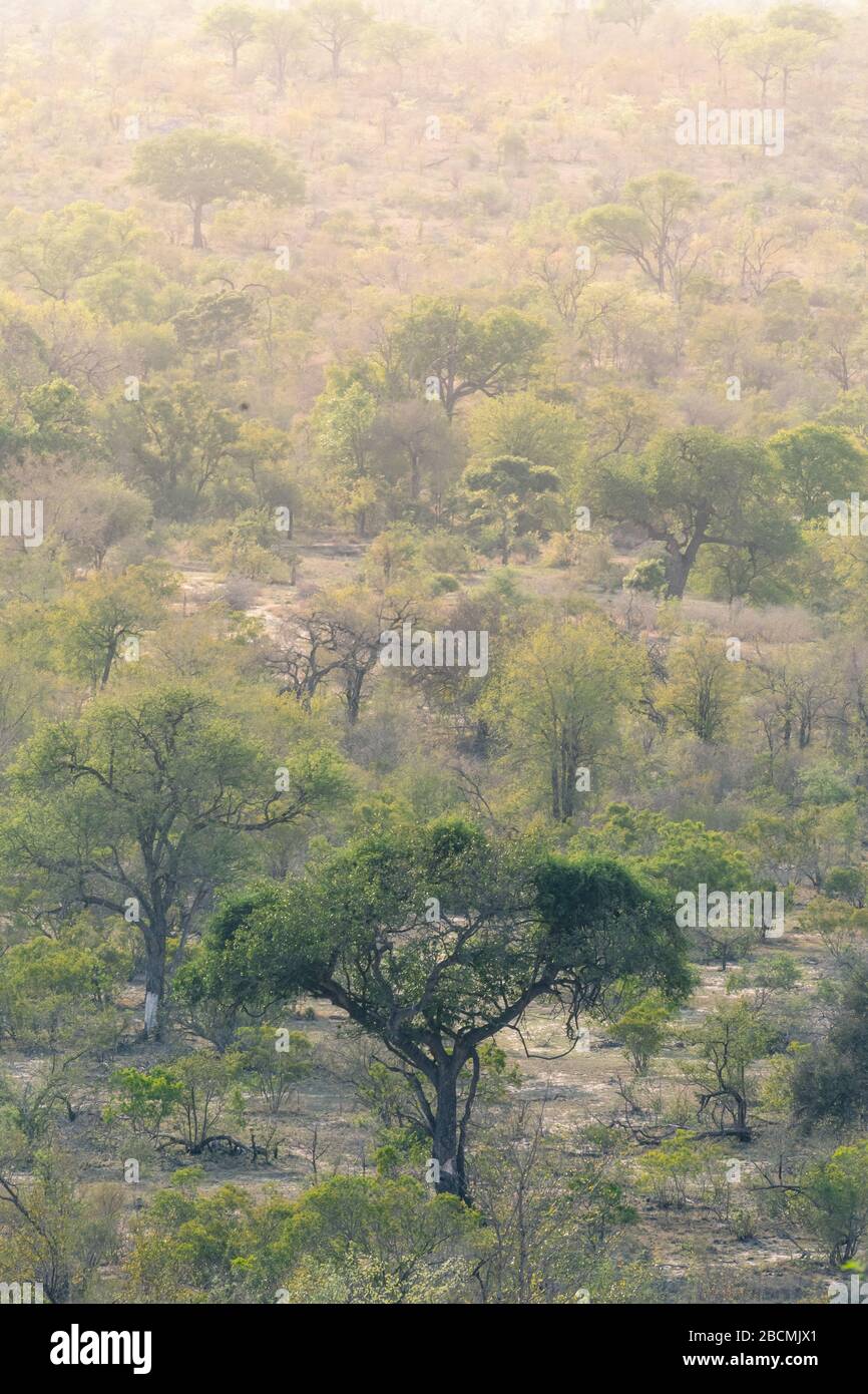 Savana hi-res stock photography and images - Alamy