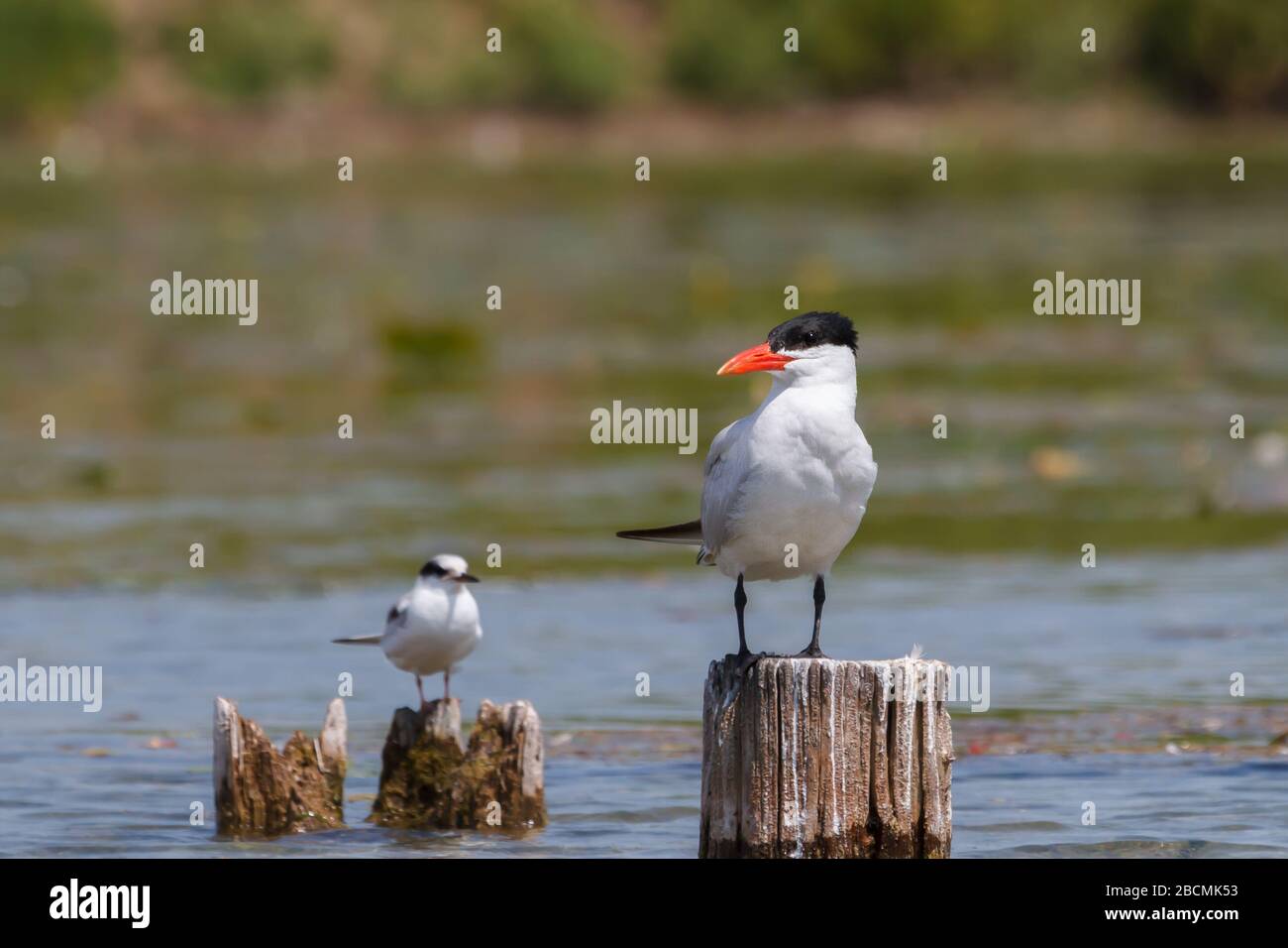 Caspian Tern and Common Tern perched side by side Stock Photo - Alamy