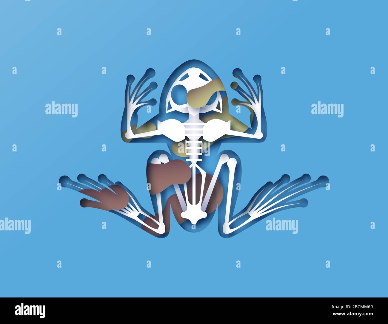 Toad x ray Stock Vector Images - Alamy