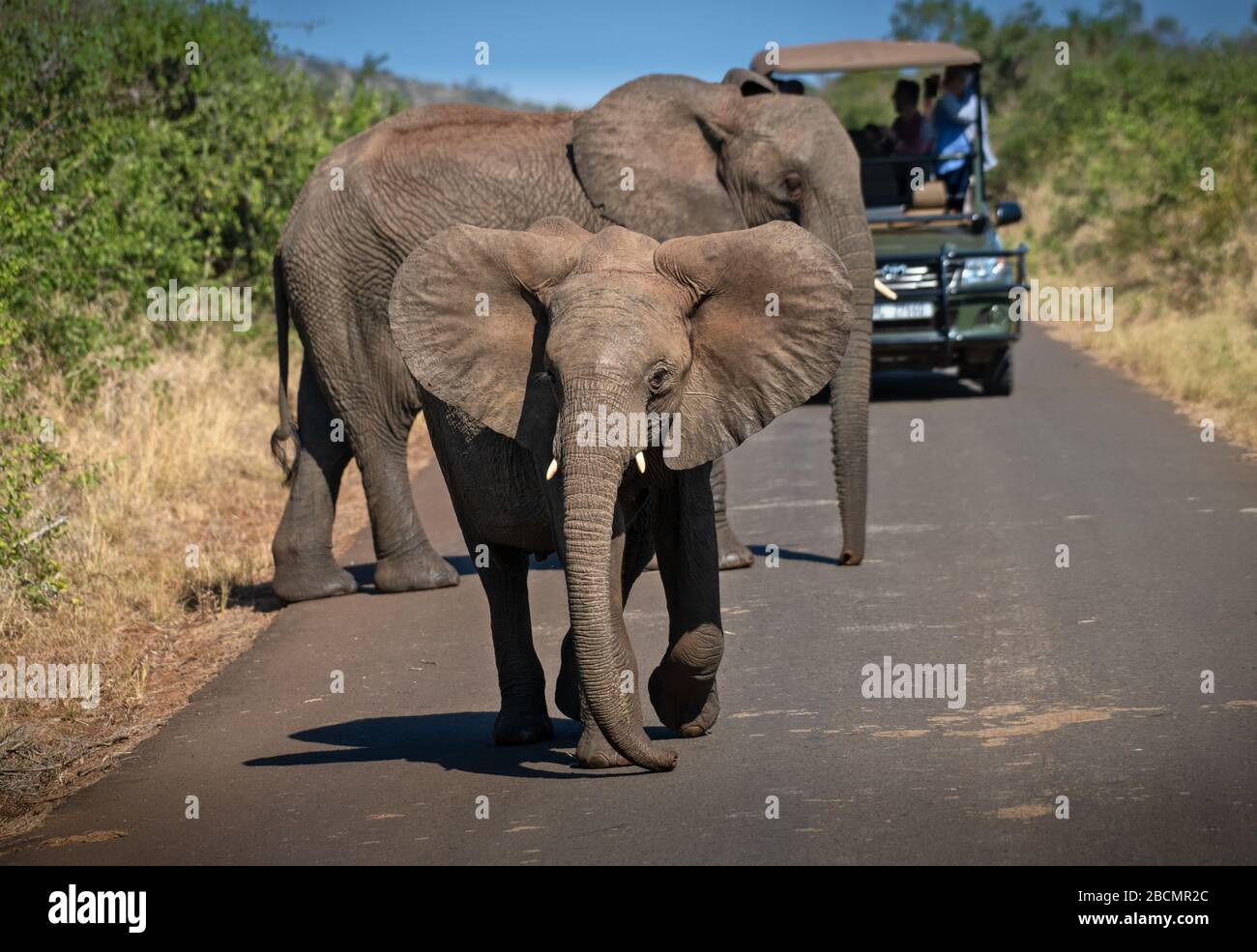 Elephants safari vehicle hi-res stock photography and images - Alamy