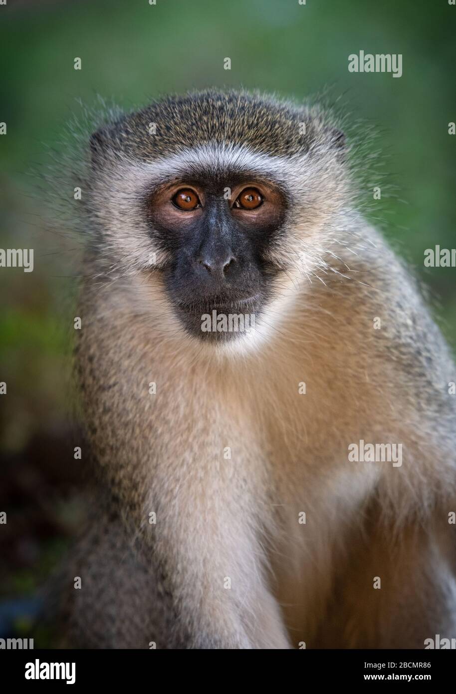 Wild male Vervet monkey in South Africa Stock Photo - Alamy