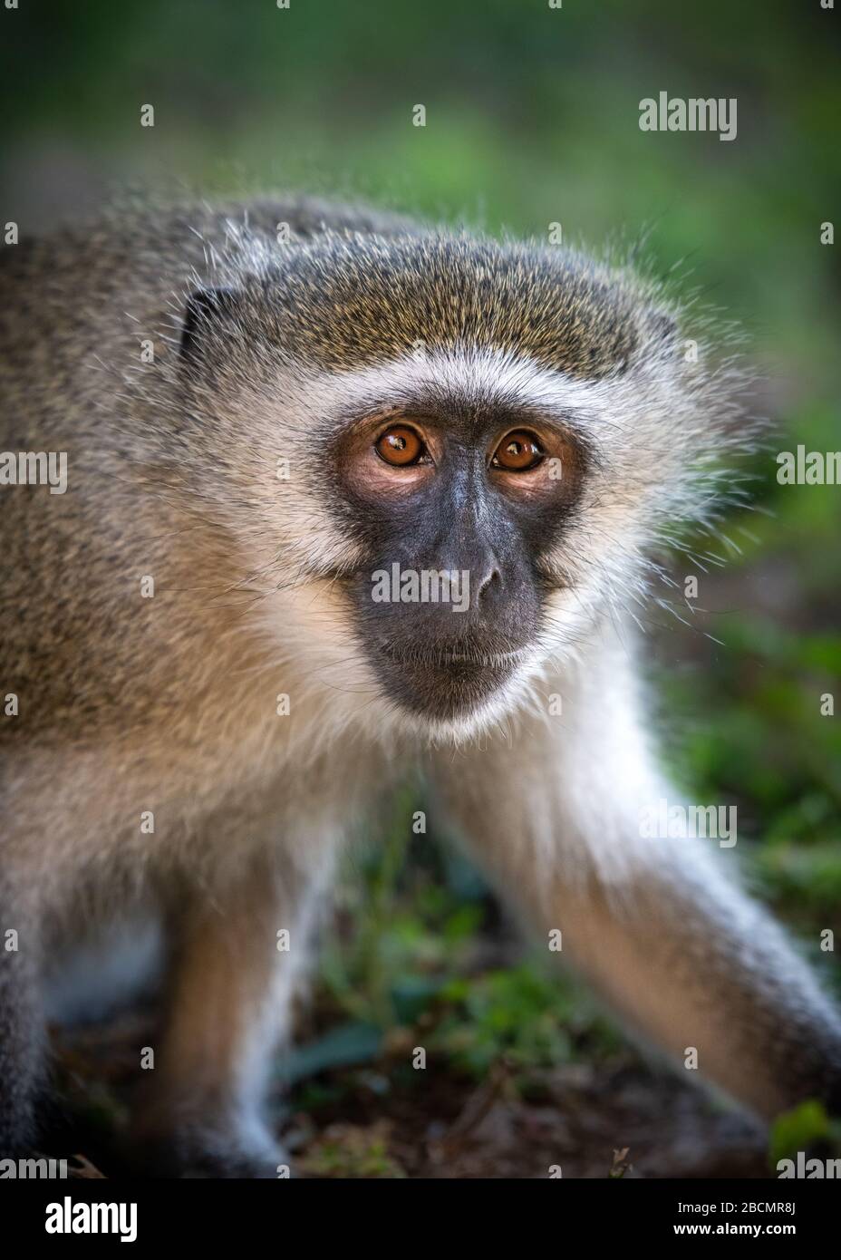Africa safari wildlife hi-res stock photography and images - Alamy