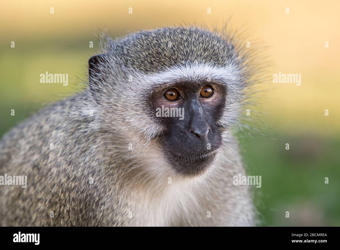 Wild male Vervet monkey in South Africa Stock Photo - Alamy