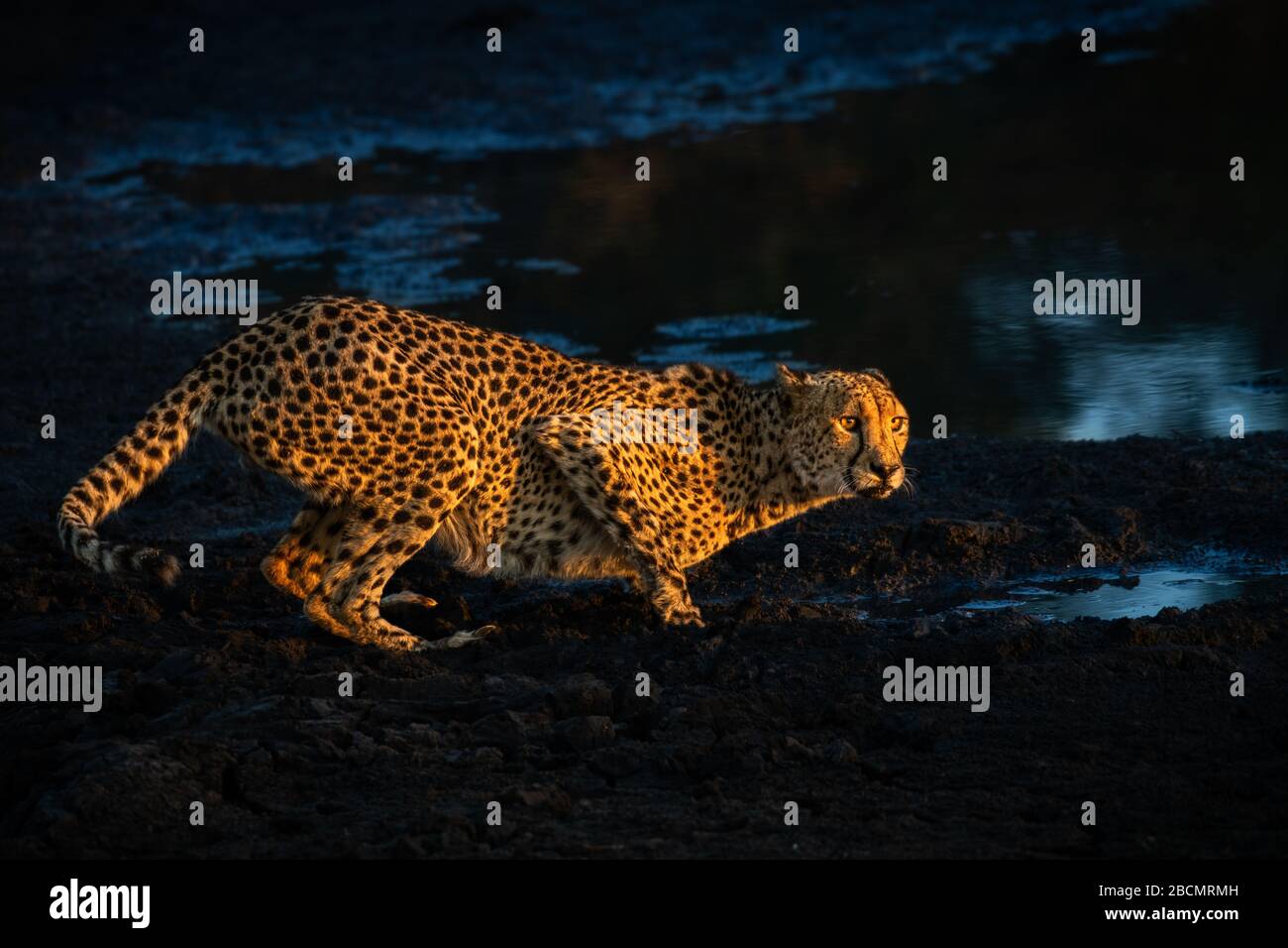Wild Cheetah in South Africa Stock Photo - Alamy