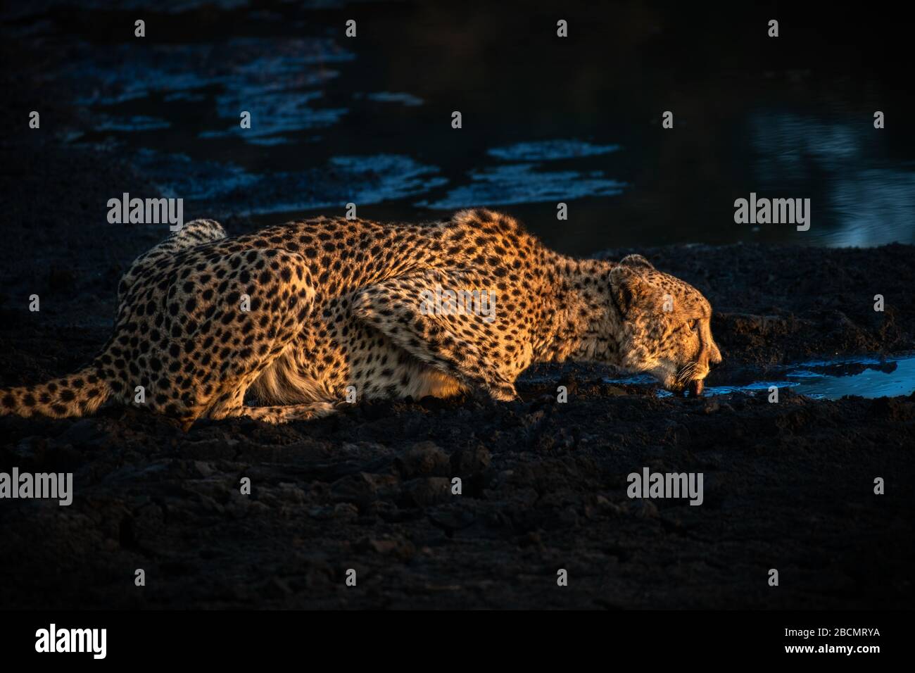 Wild Cheetah in South Africa Stock Photo - Alamy