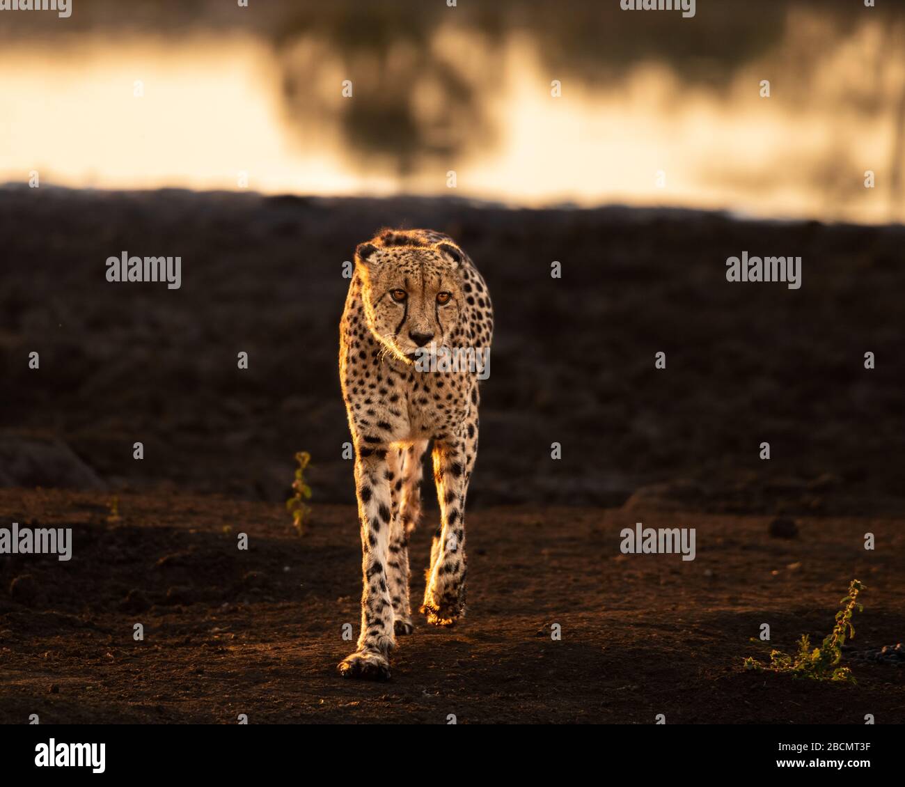 South africa morning sunrise hi-res stock photography and images - Alamy